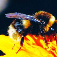 How bees see colours | Local News | trinidadexpress.com