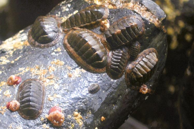 Coastal creatures | Features Local | trinidadexpress.com