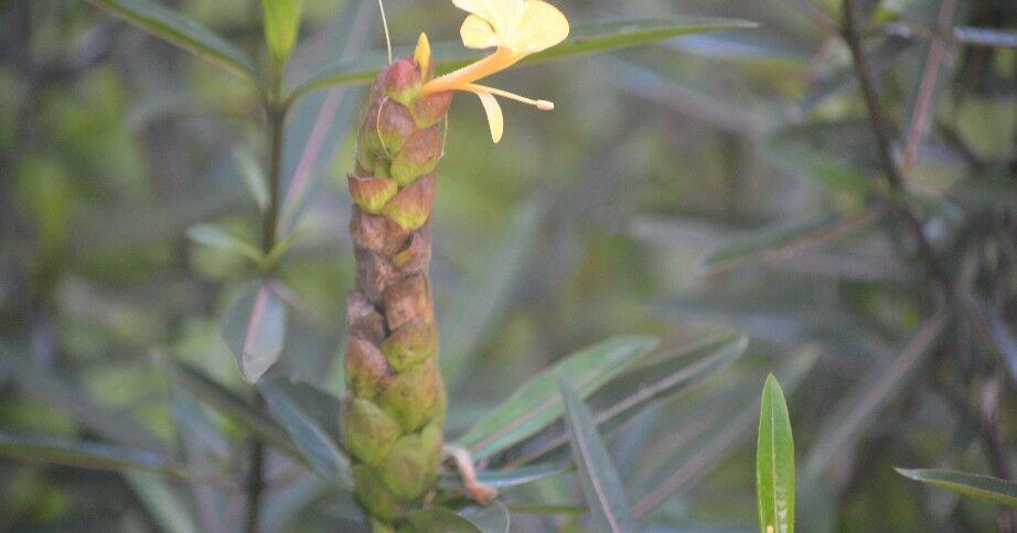 Snake-bite bush medicine | Features Local | trinidadexpress.com