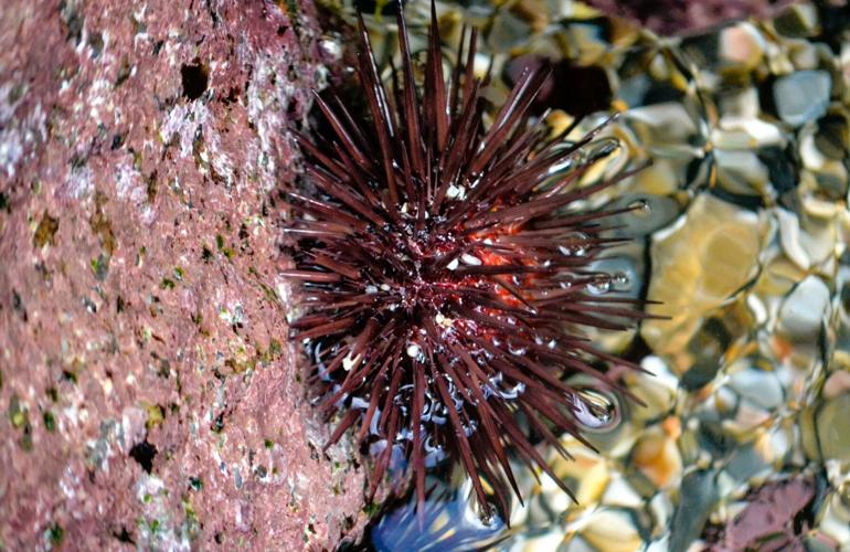 Coastal creatures | Features Local | trinidadexpress.com