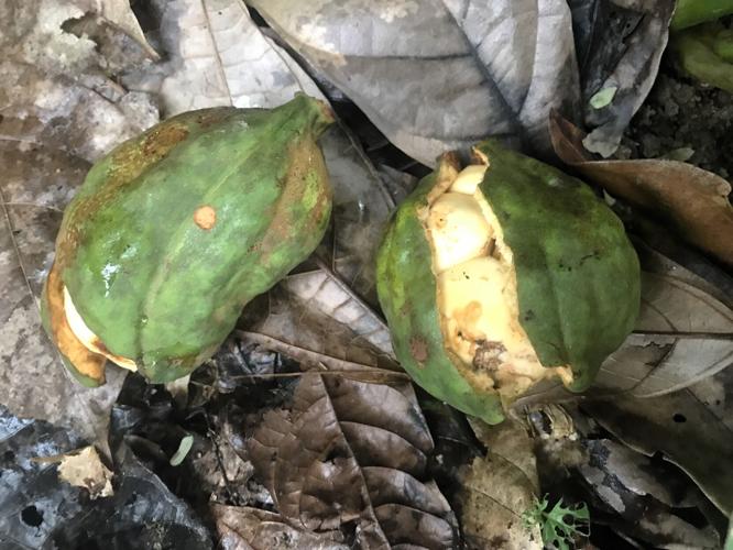 Celebrating green African heritage | Features Local | trinidadexpress.com