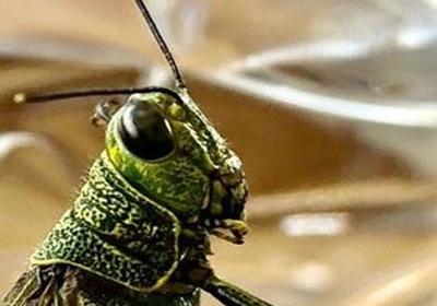 The locust nightmare in Princes Town | Local News | trinidadexpress.com