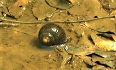 Galaps reign in the mud and water | Features Local | trinidadexpress.com