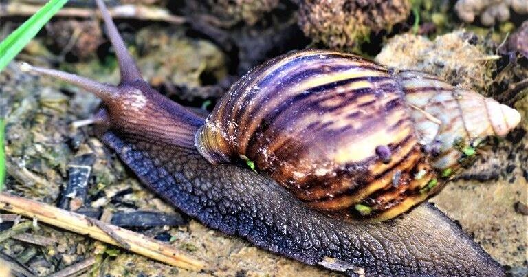 Invasion of giant African snails | Features Local | trinidadexpress.com