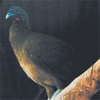 Cocrico, protected and disrespected | Local News | trinidadexpress.com