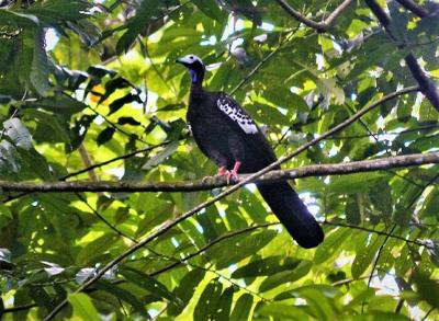 Embracing the pawi | Features Local | trinidadexpress.com