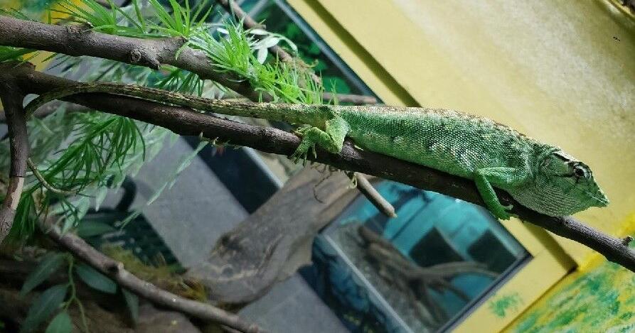 The legendary lizard | Features Local | trinidadexpress.com