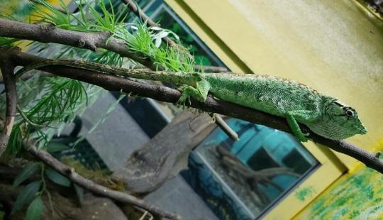 The legendary lizard | Features Local | trinidadexpress.com