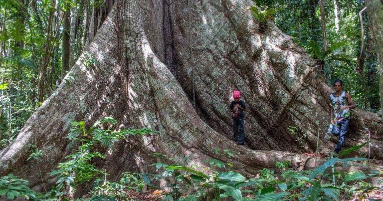 The giant silk cotton tree | Features Local | trinidadexpress.com