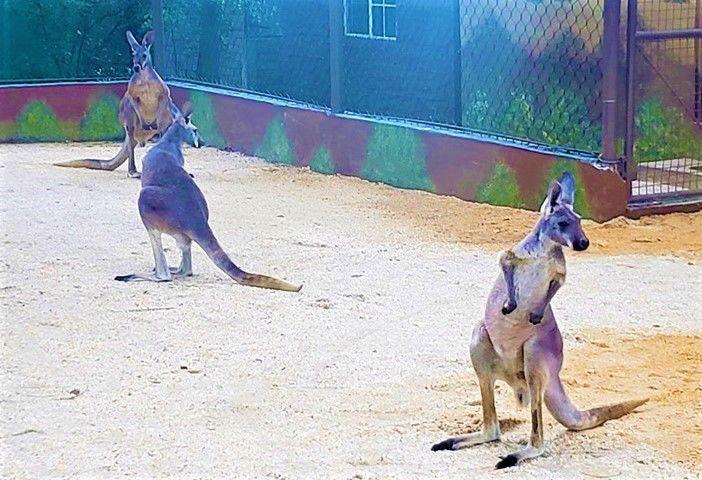 Kangaroos arrive at the Emperor Valley Zoo | Local News ...