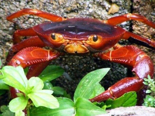 Meet the mountain crab | Features Local | trinidadexpress.com