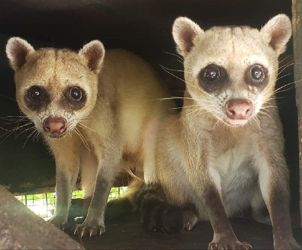 The forest dwellers | Features Local | trinidadexpress.com