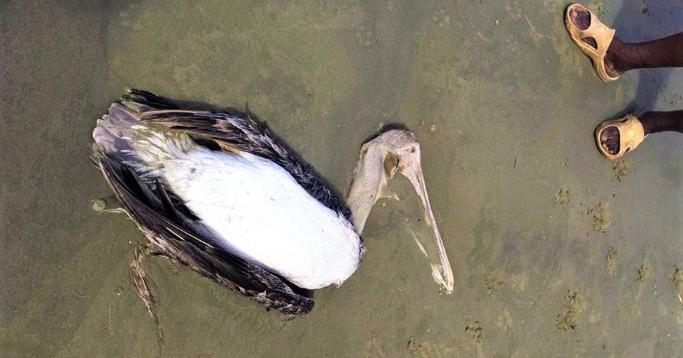 Dispute over dead pelicans | News Extra | trinidadexpress.com
