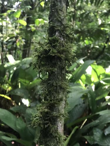 Return of the mosses on Misty Mountain | Features Local ...