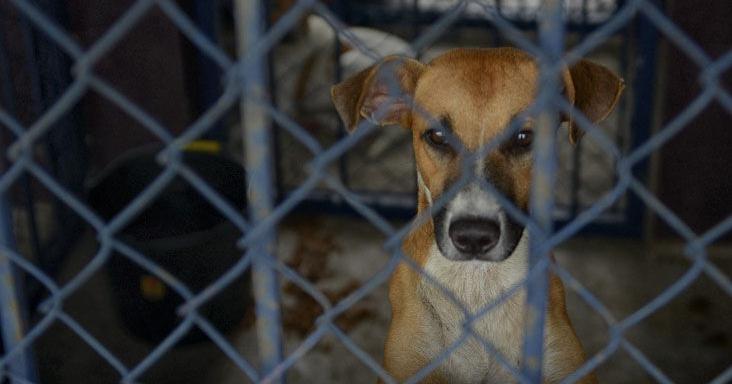 Gone to the dogs | Local News | trinidadexpress.com