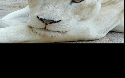 The African Lion | Features Local | trinidadexpress.com