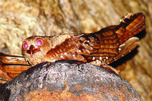 The Oilbirds of Dunston Cave | Local News | trinidadexpress.com