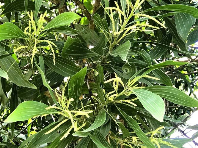 The invasive acacia | Features Local | trinidadexpress.com