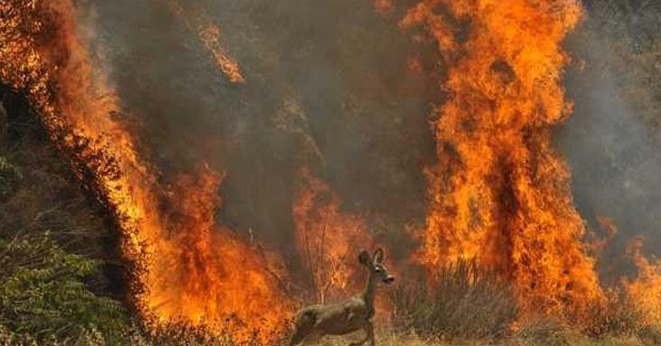 Merciless Bush Fires* | Local News | trinidadexpress.com