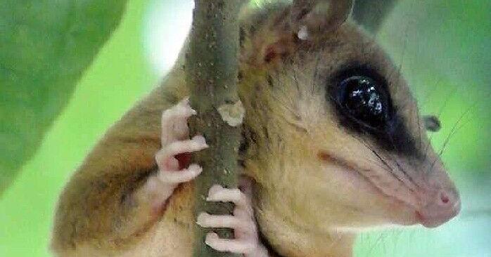 Meet the Robinson’s mouse opossum | Features Local | trinidadexpress.com