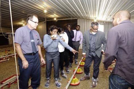 1m chickens eaten in T&T a week | Local Business | trinidadexpress.com