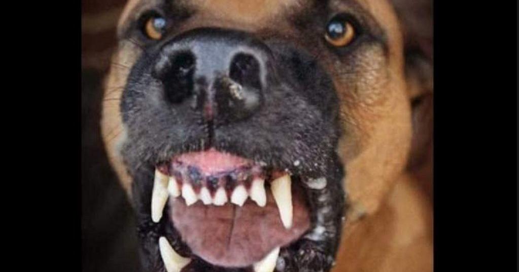 Pitbull killed by cops during SoE raid in St. James | News Extra ...