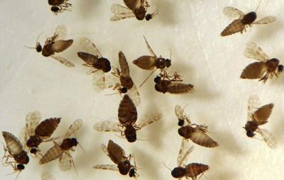 T&T VIRUS WARNING | Local News | trinidadexpress.com