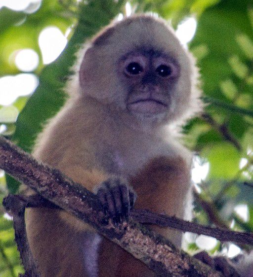 Monkeys under siege | Features Local | trinidadexpress.com