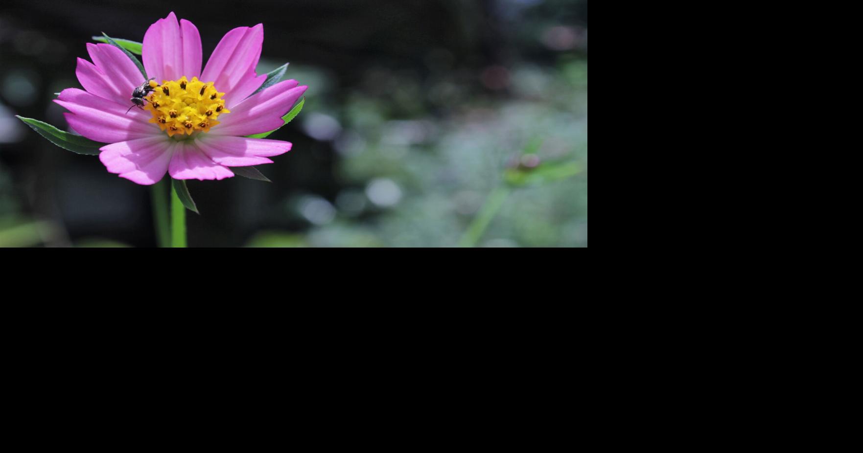 Saving stingless bees | Features Local | trinidadexpress.com