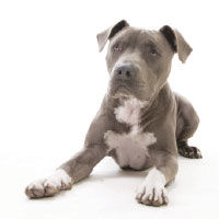 Dog Control Act for our protection | Local News | trinidadexpress.com