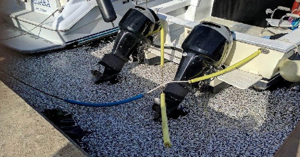 Bait dump vs fishkill in Chaguaramas | Local News | trinidadexpress.com
