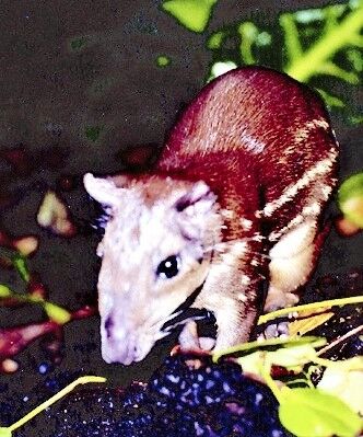 Meagre catches for hunters | Features Local | trinidadexpress.com