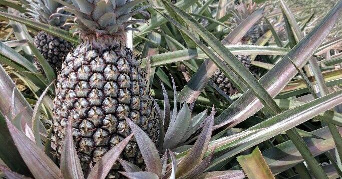 From sugar and cocoa to pineapple | Features Local | trinidadexpress.com