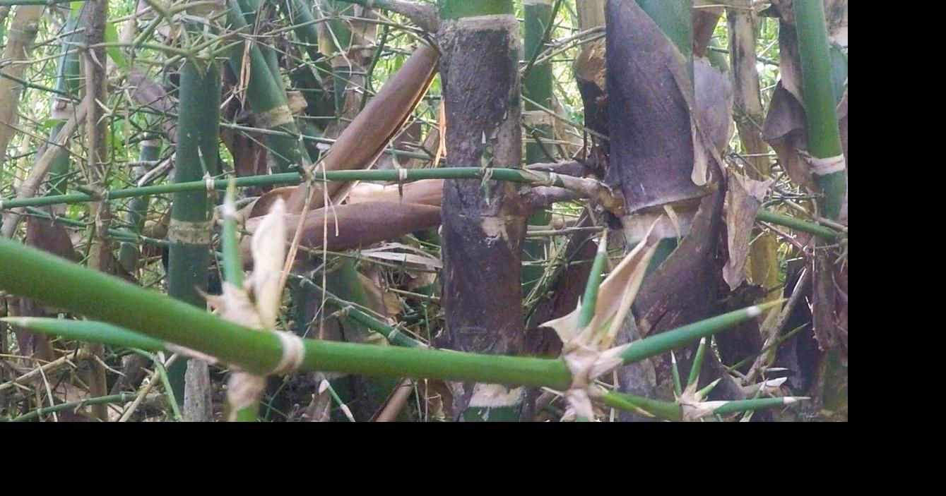 Ouch! In the picker bamboo | Features Local | trinidadexpress.com