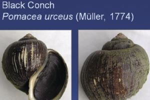 That 2-month Conch ban | Local News | trinidadexpress.com