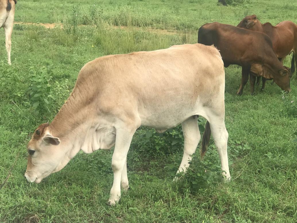 Where the cattle roam free | Features Local | trinidadexpress.com