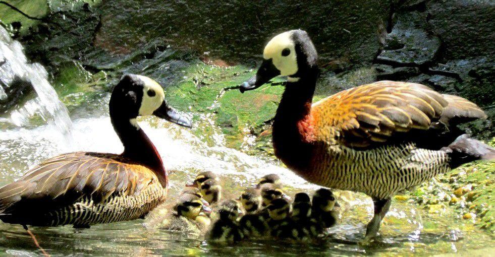 New life for tree duck | Features Local | trinidadexpress.com