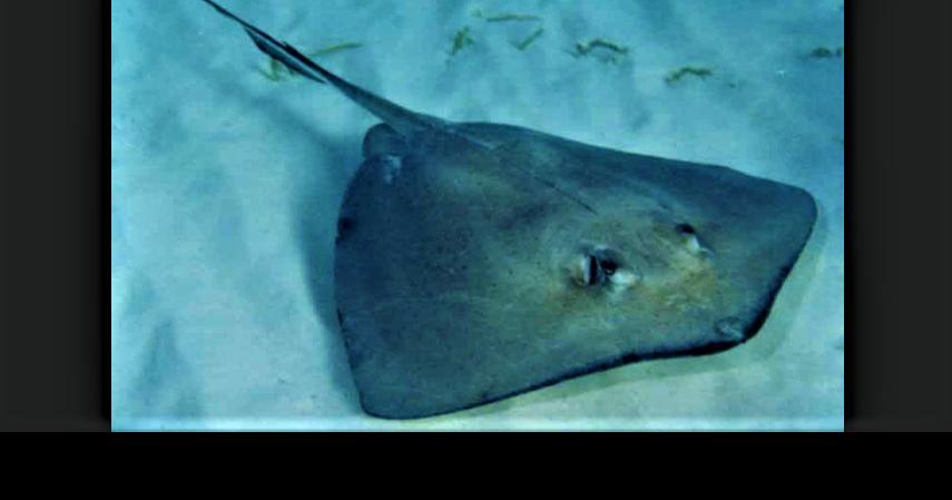 Stingray danger alert for Manzanilla bathers | Local News ...