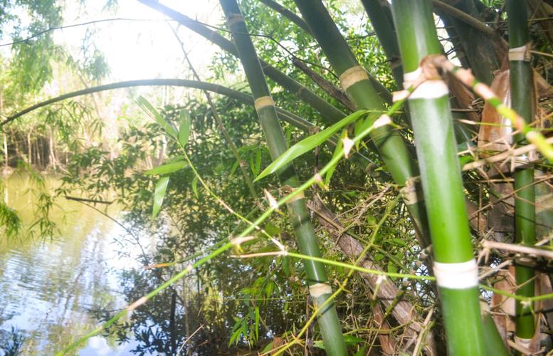 Ouch! In the picker bamboo | Features Local | trinidadexpress.com