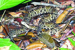 Forest snakes in decline | Local News | trinidadexpress.com