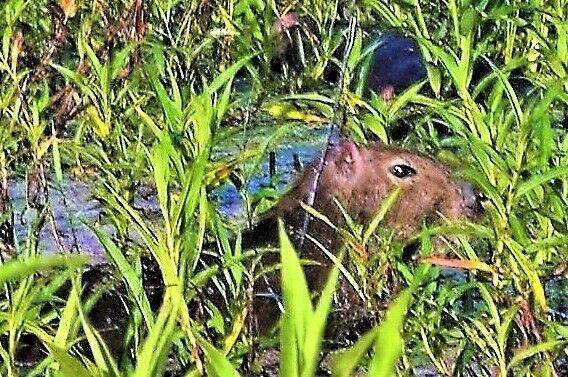 Capybaras go into hiding | Features Local | trinidadexpress.com