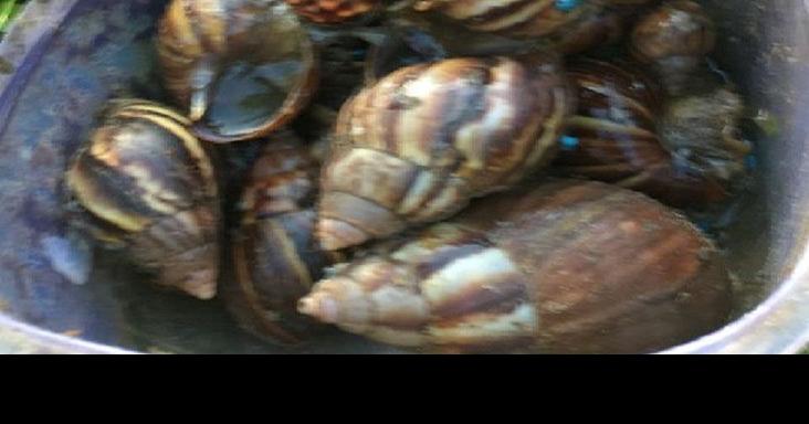 Snail warning...Pests ‘out of control, could become health hazard ...