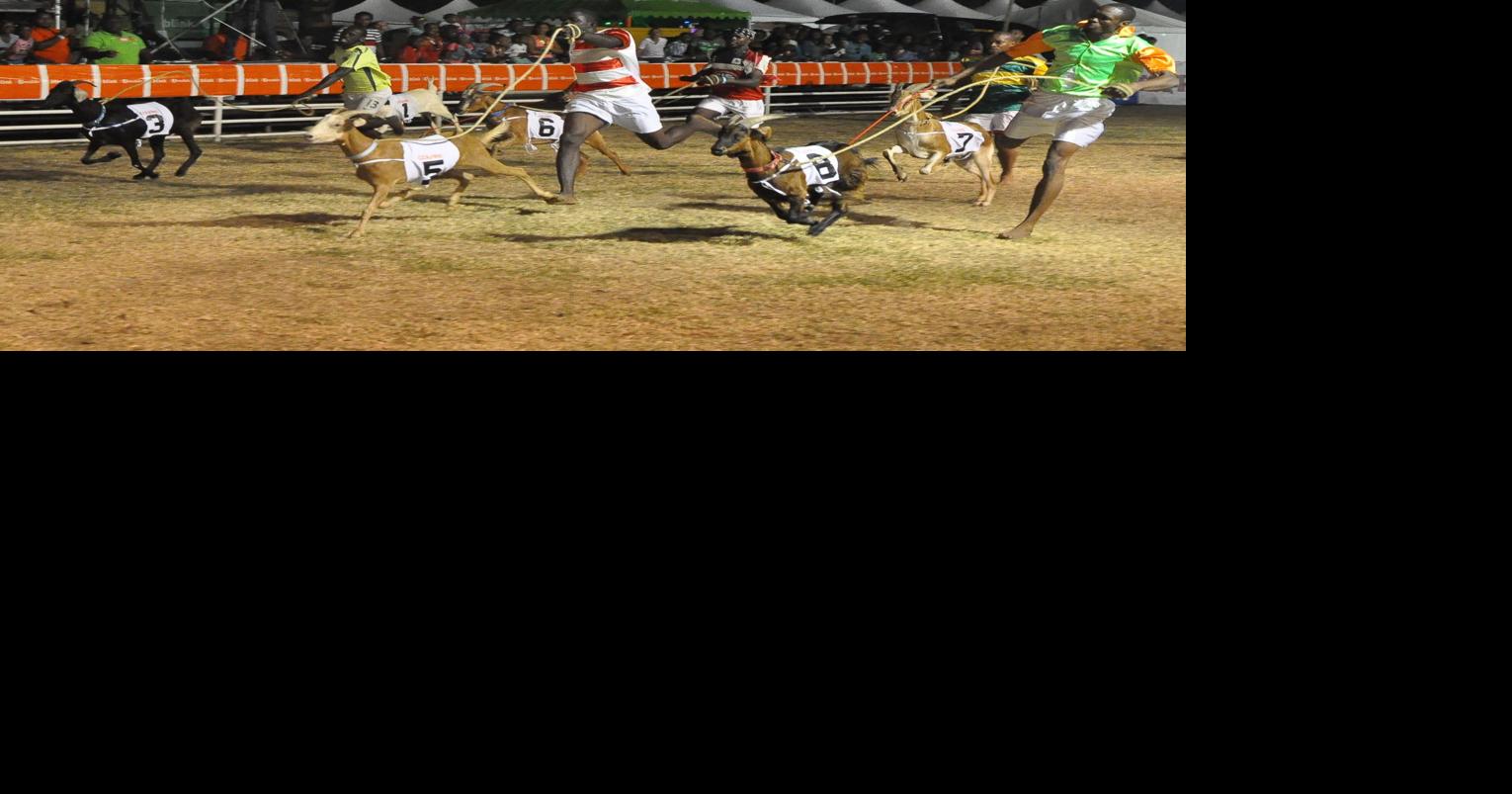 Goat racing...Tobago’s indigenous sport | Features | trinidadexpress.com