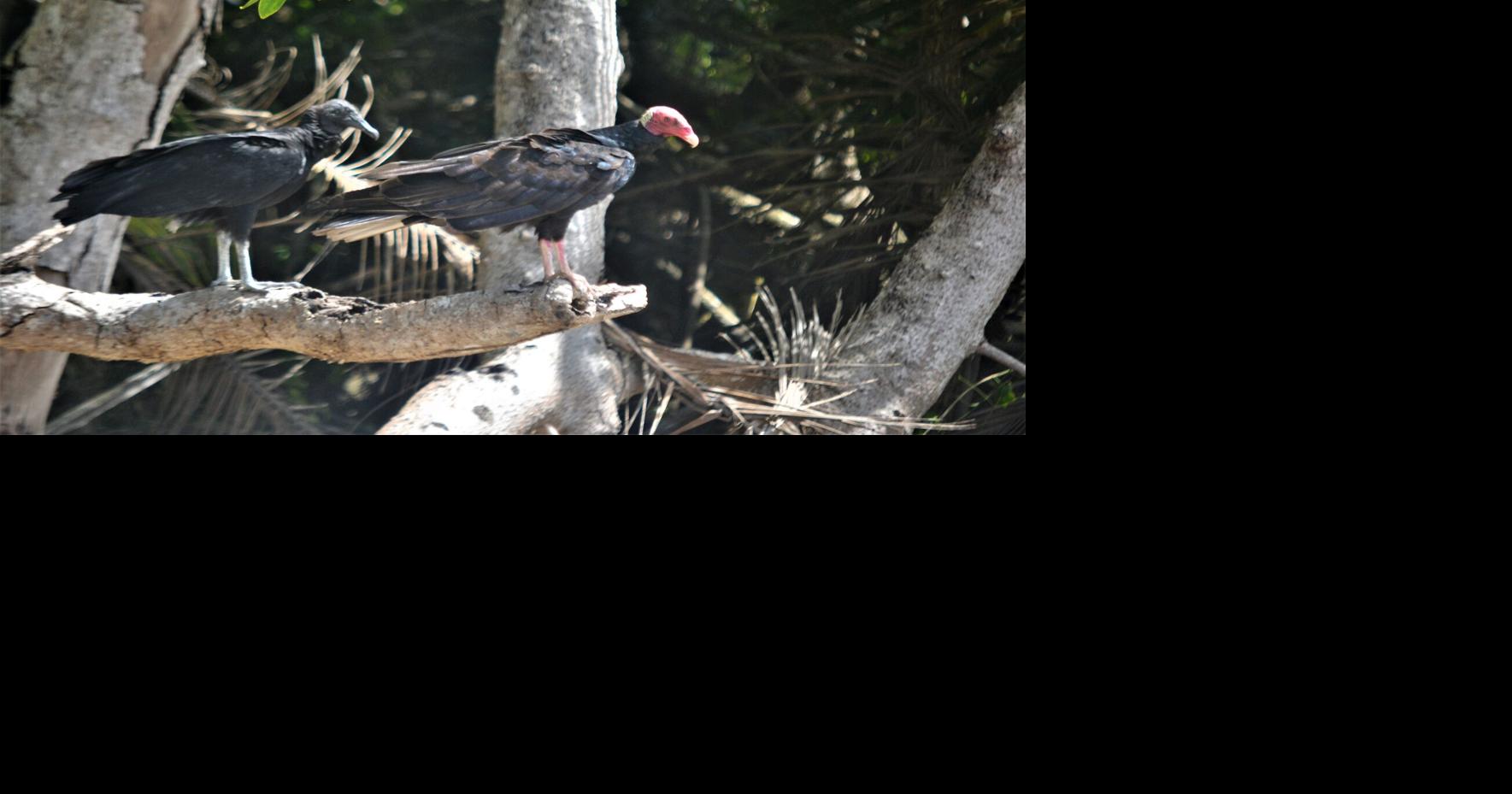 Celebrating the importance of vultures | Features Local ...
