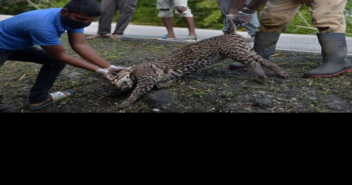Another endangered Ocelot dies: Humans again | News Extra ...