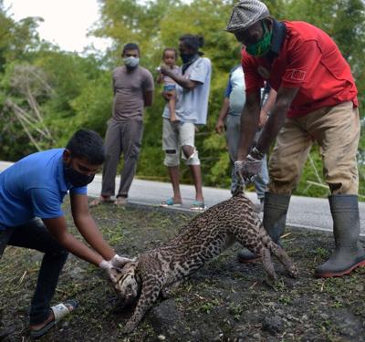 Another endangered Ocelot dies: Humans again | News Extra ...