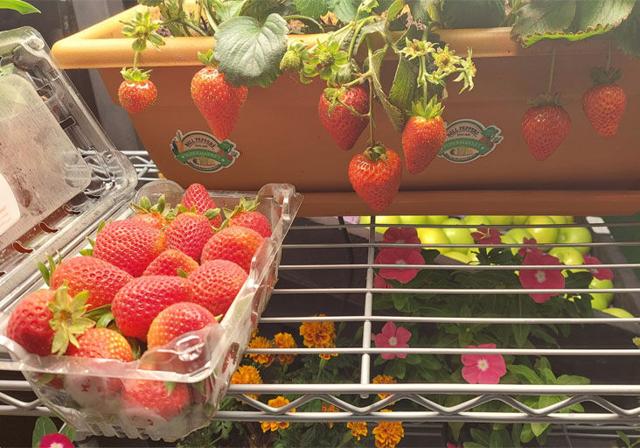 Cube Root Farms to maintain food security | Local Business ...