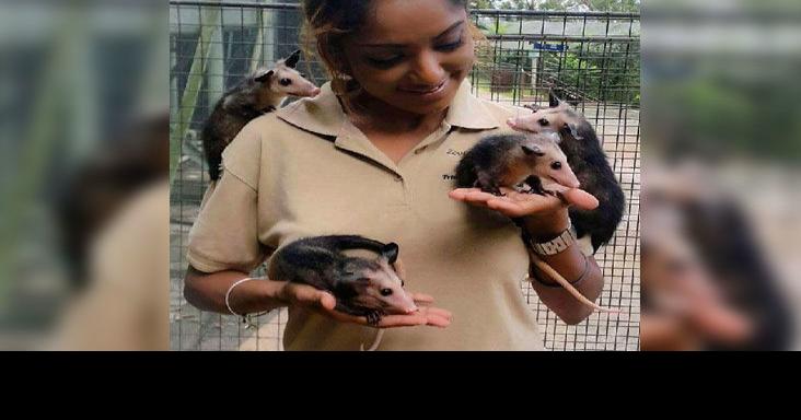 Marvellous Manicou* | Local News | trinidadexpress.com