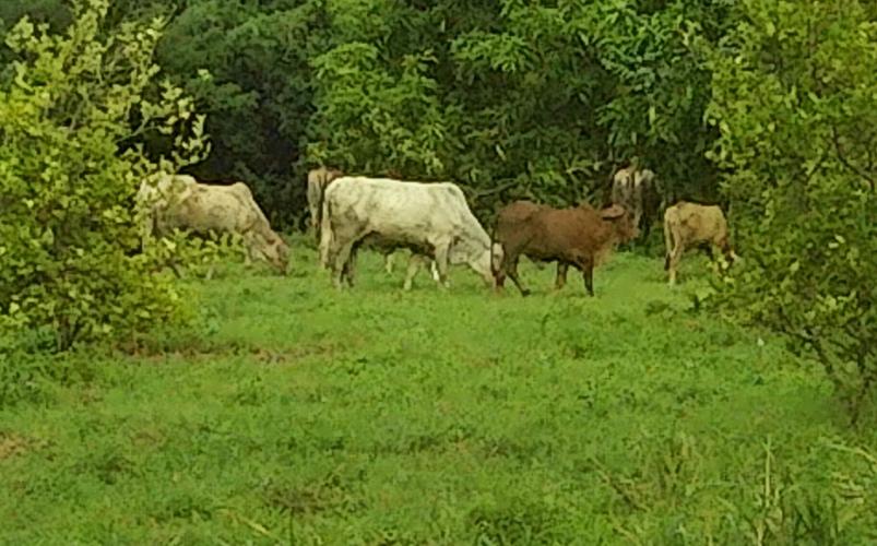 Where the cattle roam free | Features Local | trinidadexpress.com