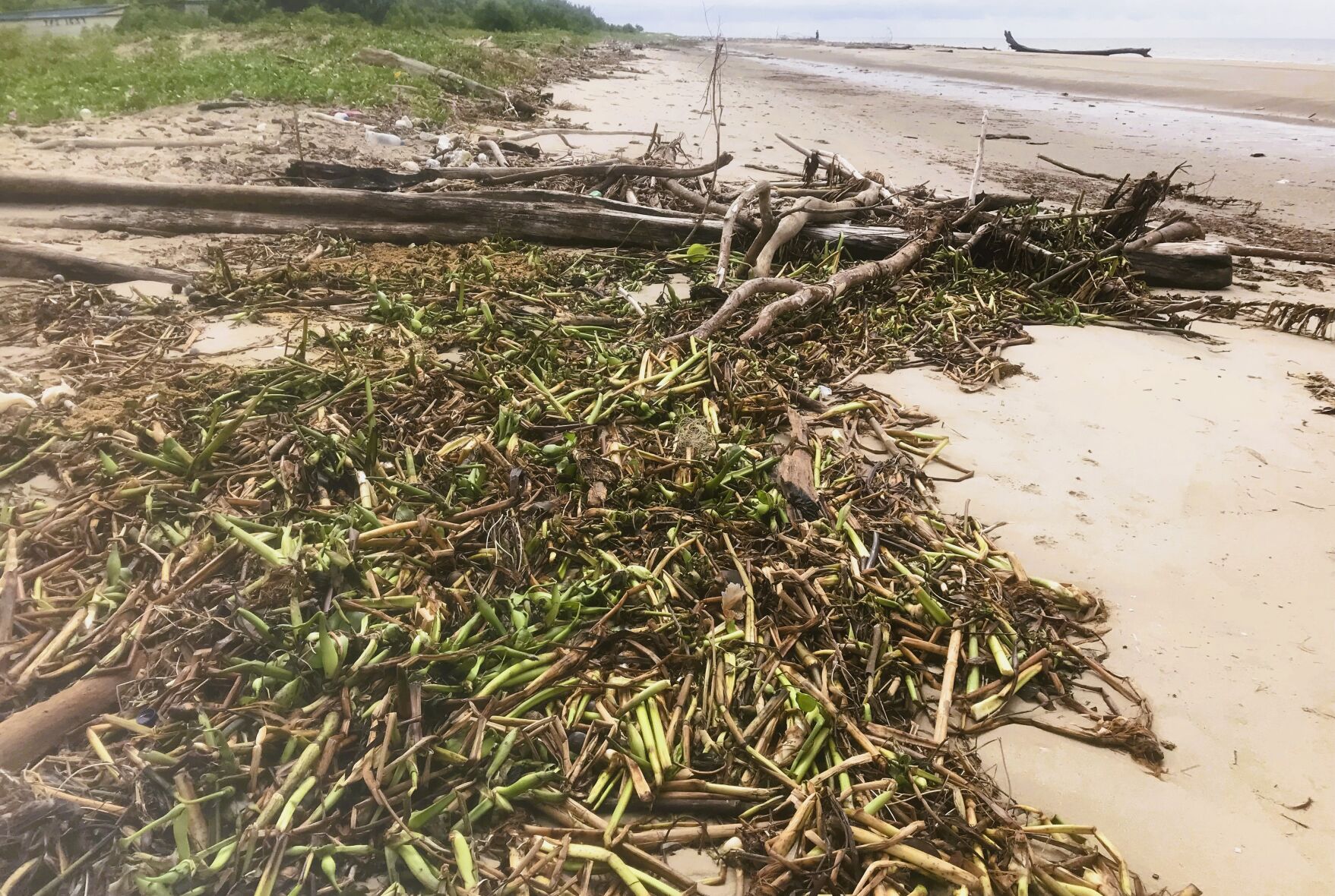 Orinoco flow | Features Local | trinidadexpress.com